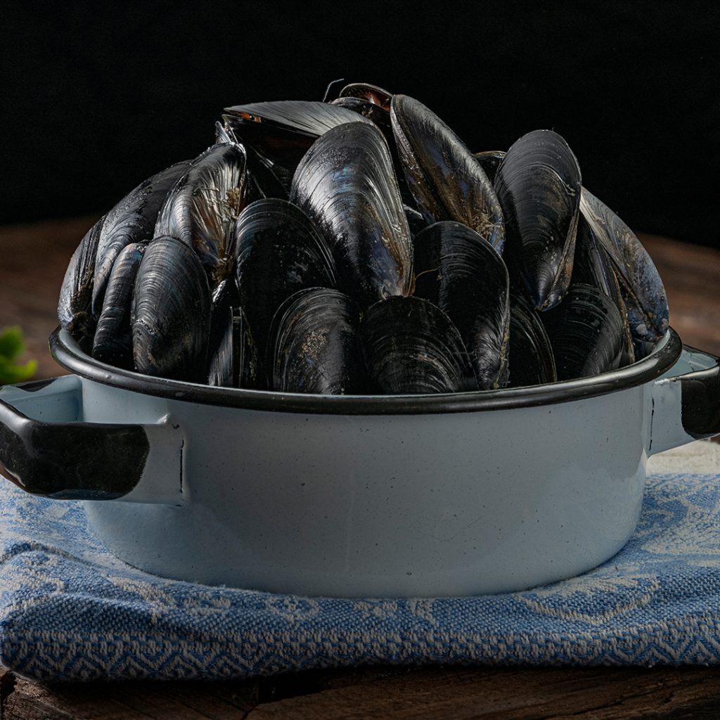 Almeja Chocolata – Sargazo