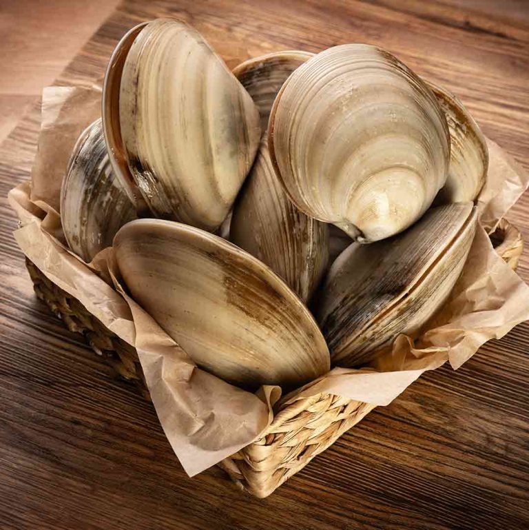 Almeja Chocolata – Sargazo